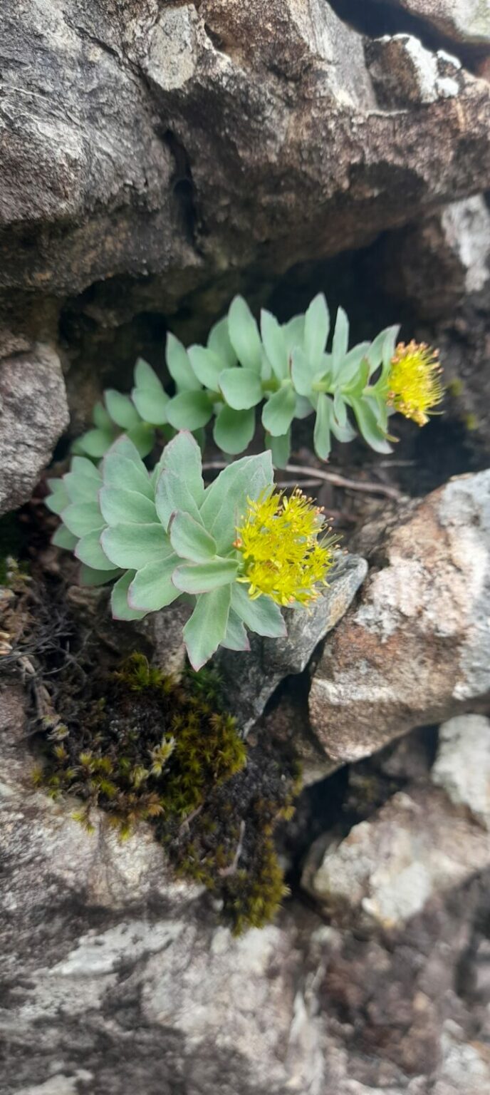 Plants of Cwm Idwal – Cwm Idwal National Nature Reserve