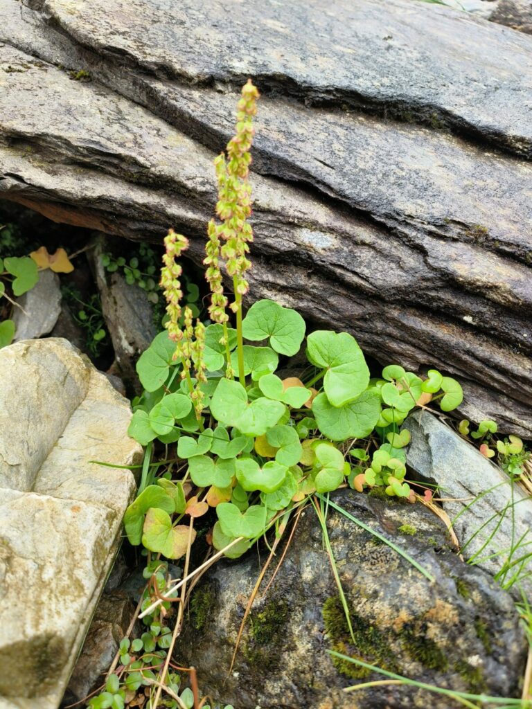 Plants of Cwm Idwal – Cwm Idwal National Nature Reserve